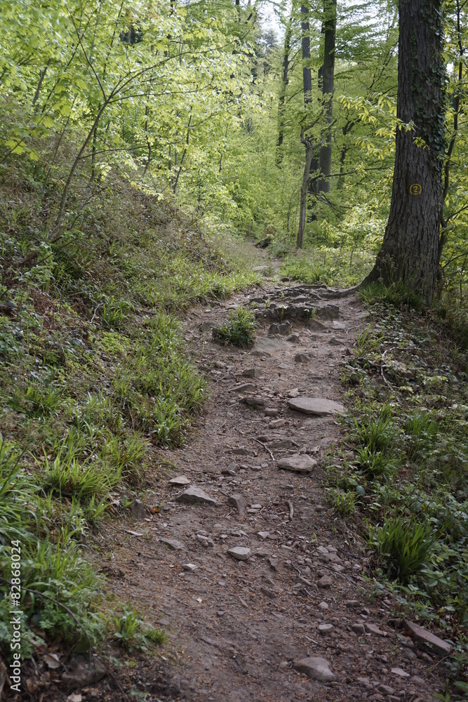 Forest track Stock Photo | Adobe Stock