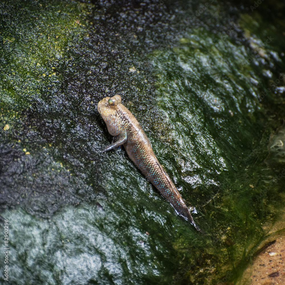 Atlantic mudskipper (Periophthalmus barbarus) Stock Photo | Adobe Stock