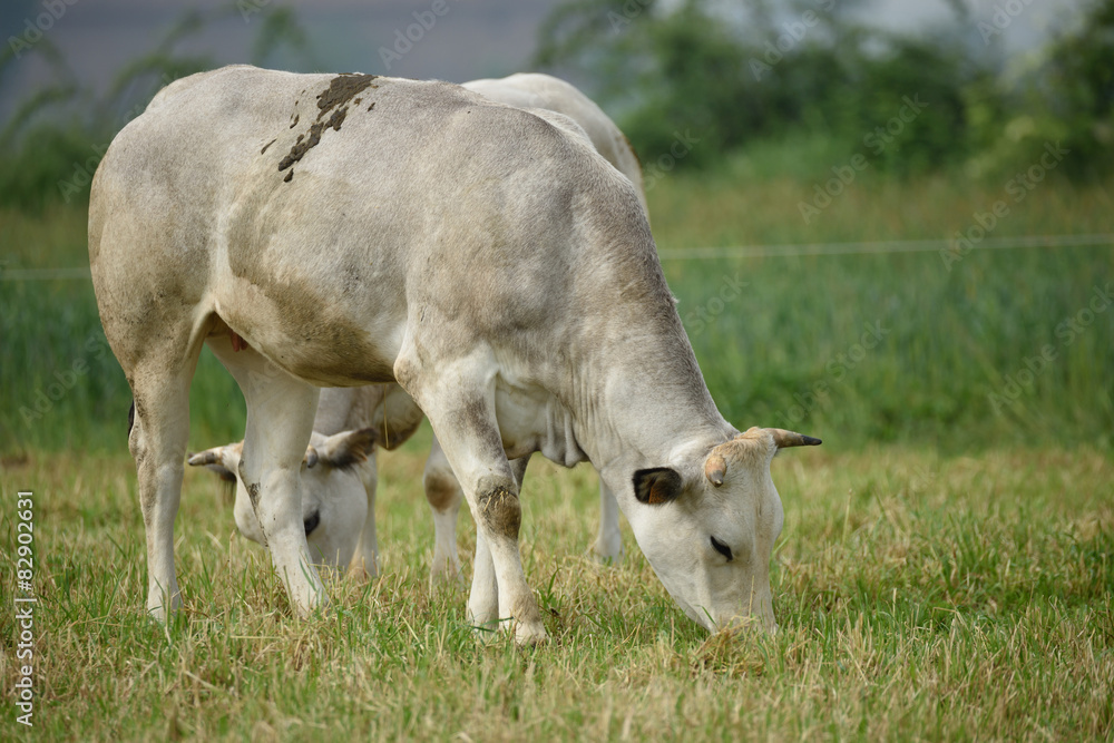 Bovini di allevamento Stock Photo | Adobe Stock