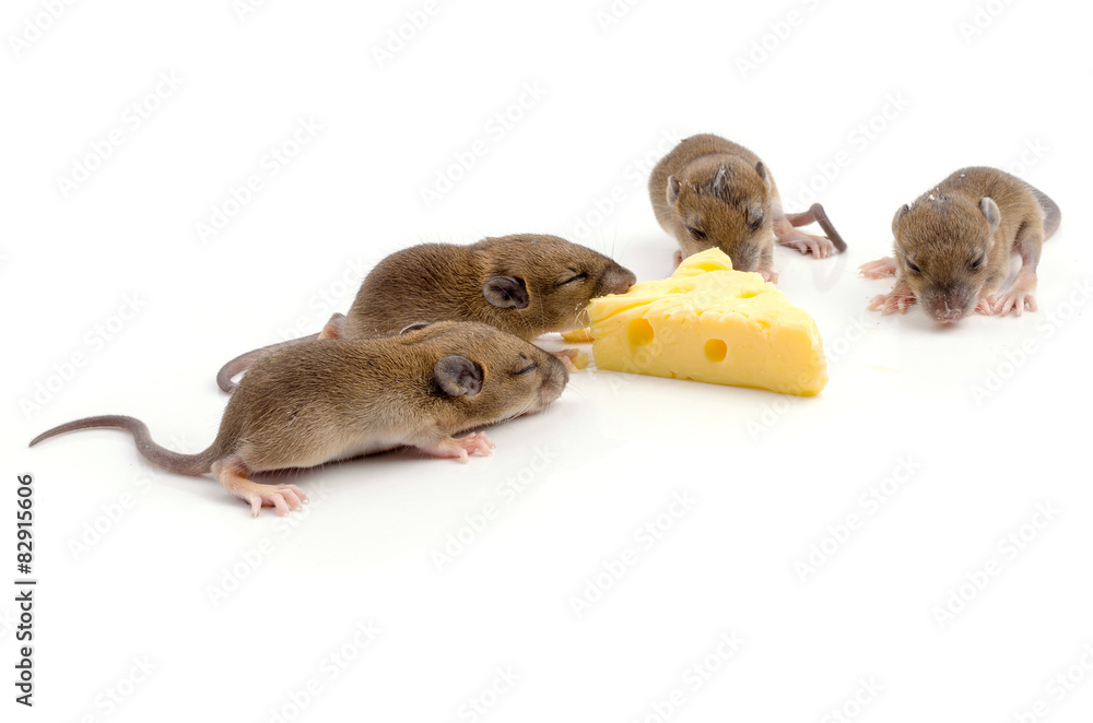 Swiss Cheese Mouse