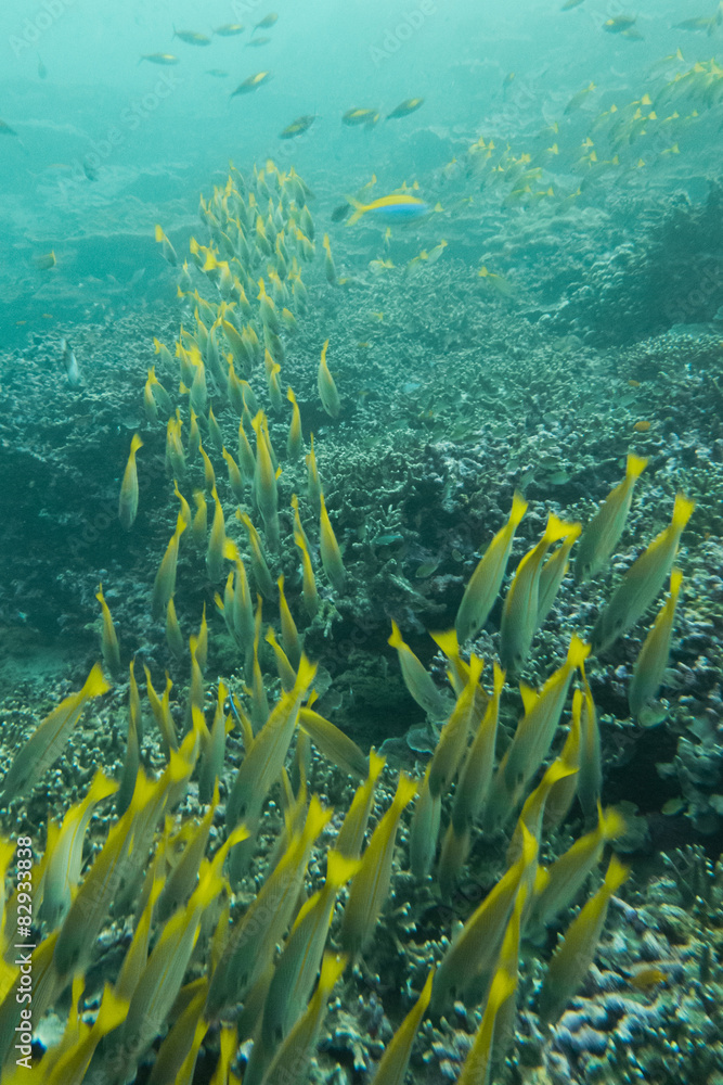 Underwater photography of a shoal of fish swimming Stock Photo | Adobe ...