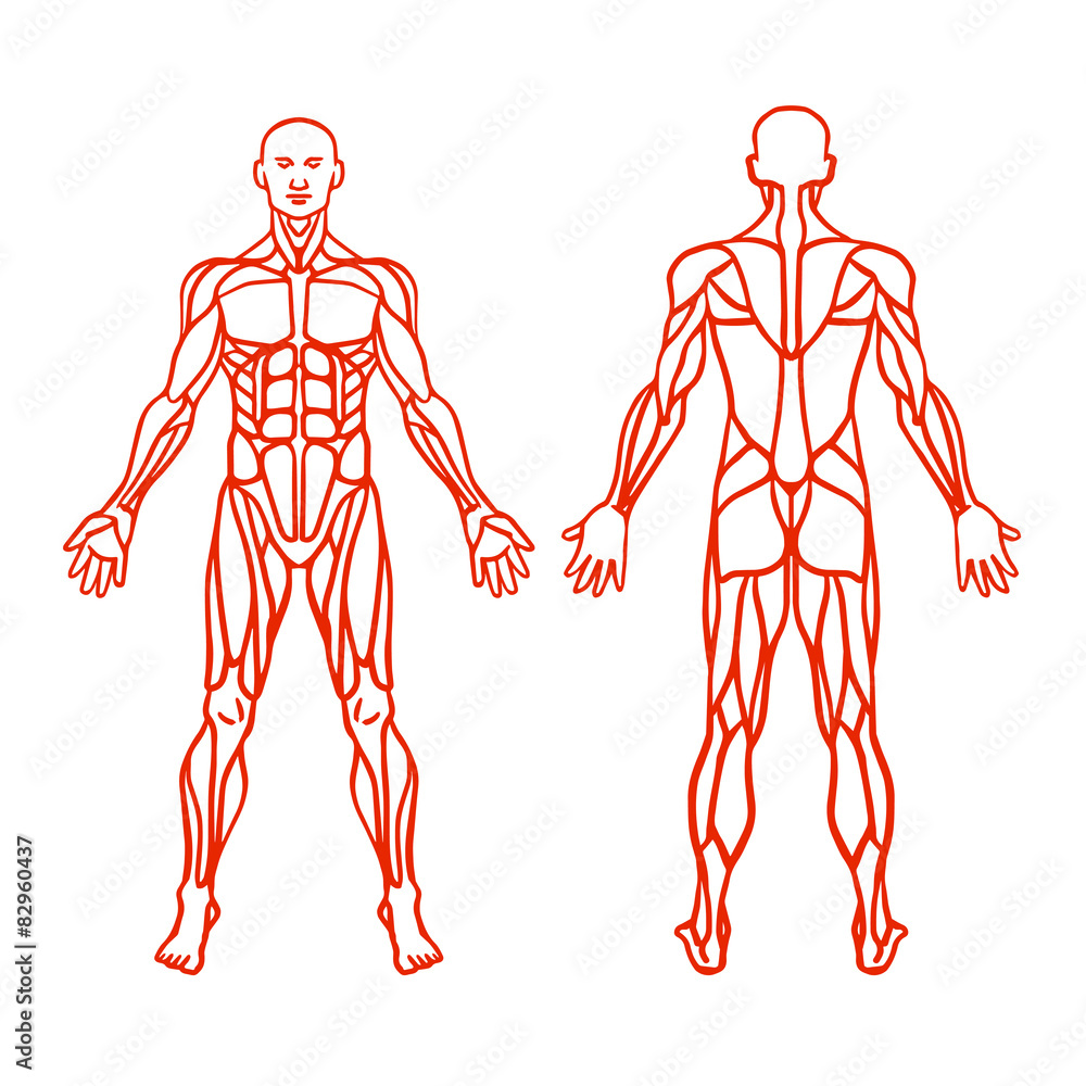 Anatomy of male muscular system, exercise and muscle guide Stock Vector ...