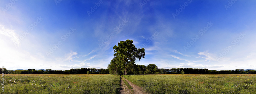 albero in mezzo a un prato di campagna Stock Photo | Adobe Stock