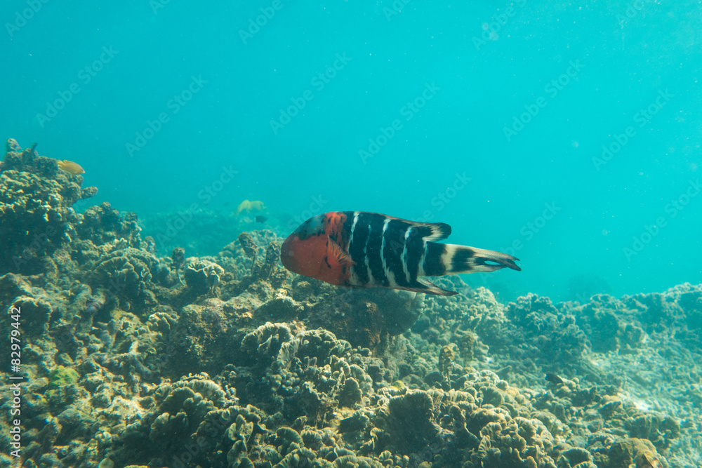 Underwater photography of a parrot fish swimming in ocean Stock Photo ...