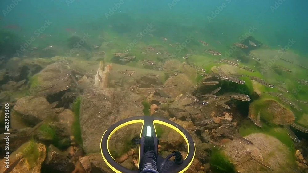 Diver with the metal detector searching for underwater treasure Stock ...