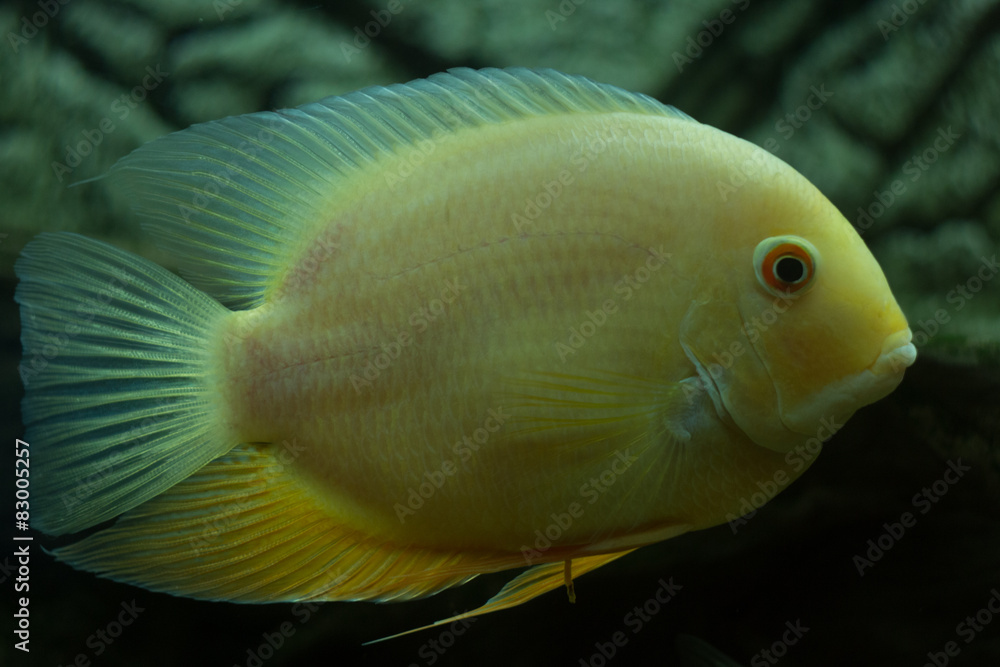 seaside animal Stock Photo | Adobe Stock