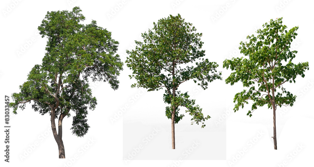tree collection isolated on white background. Stock Photo | Adobe Stock