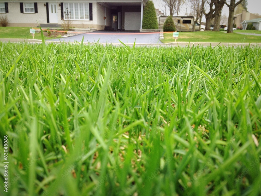 gazon Photos | Adobe Stock