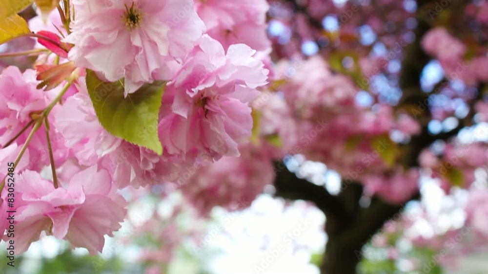 Beautiful Japanese tree branches in bloom, footage Stock Video | Adobe ...