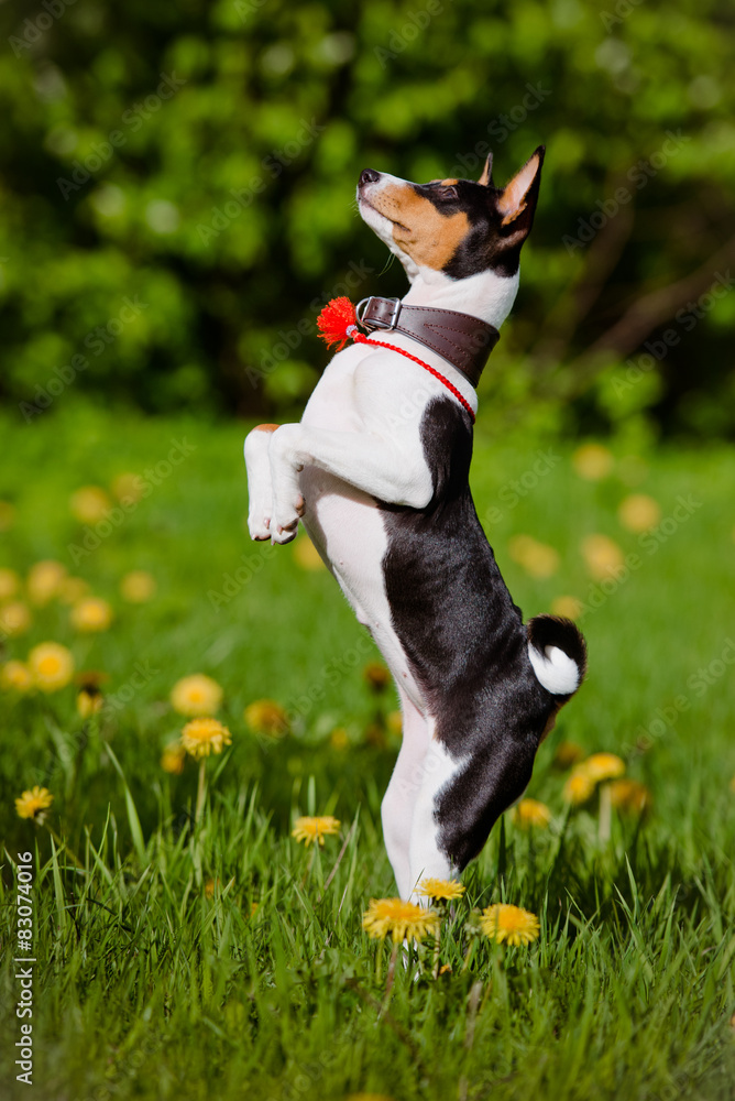Basenji Tricolor Puppy