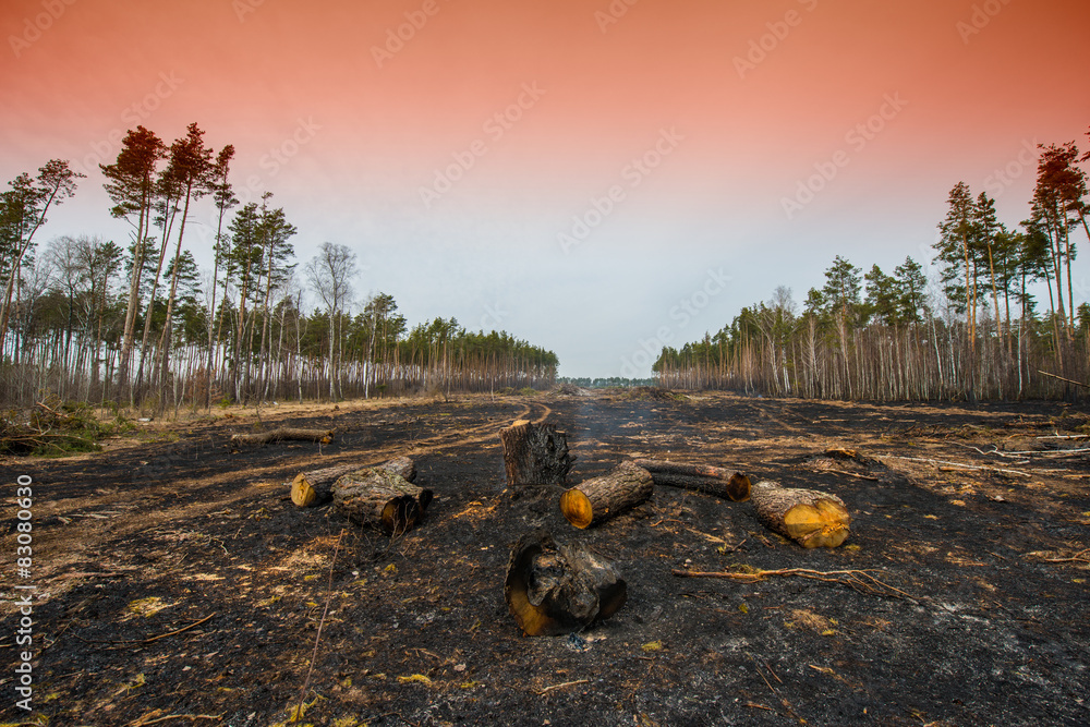 Pine forest after a fire. Burnt Damage Desolation Burned Ash Danger ...