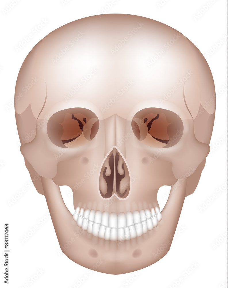 Human skull detailed anatomy frontal view, isolated on white Stock ...