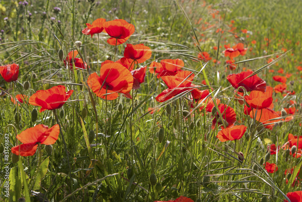 Foto de Coquelicots de l'île de Ré do Stock | Adobe Stock