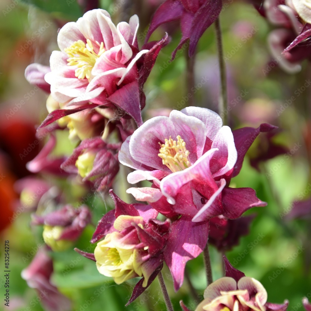 Aquilegia Vulgaris Ruby Port