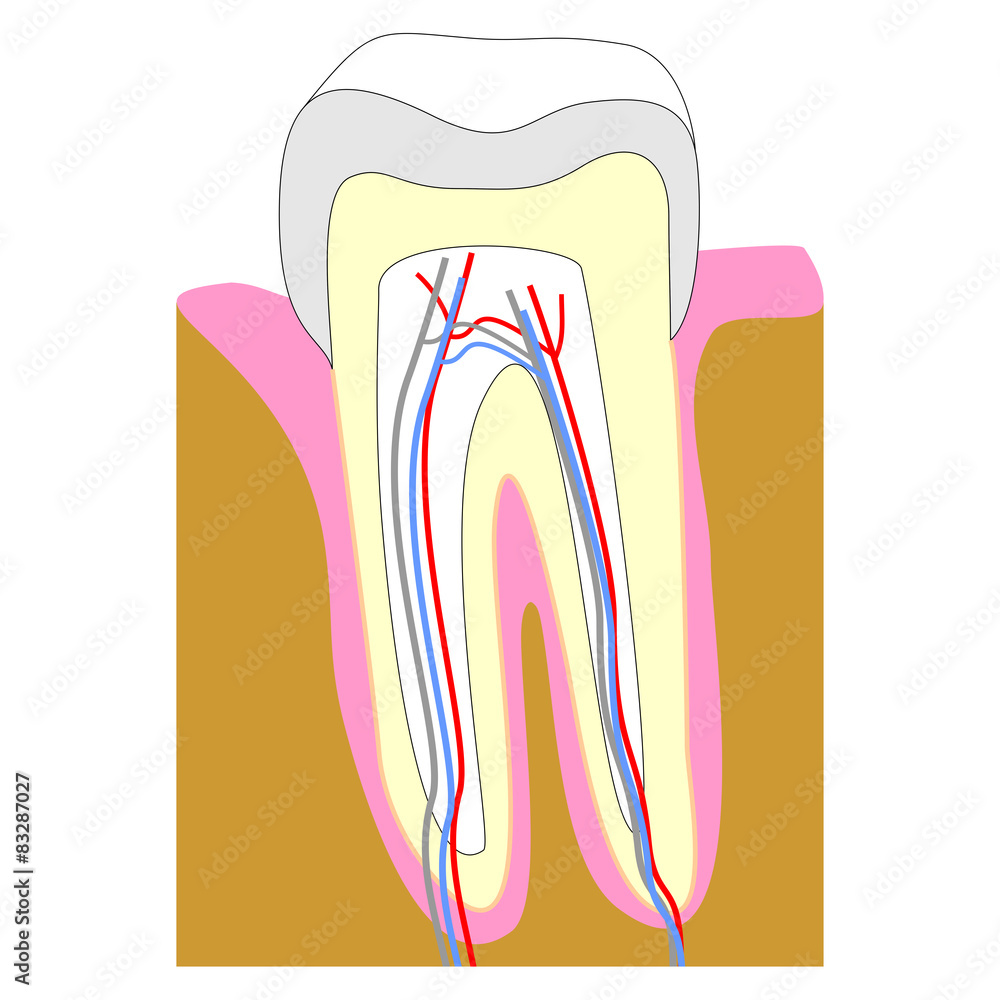 Cross section of tooth Stock Vector | Adobe Stock