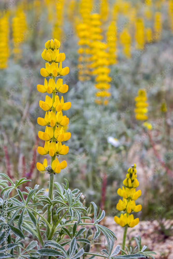 Lupinus luteus, comunly known as annual yellow-lupin. Stock Photo ...