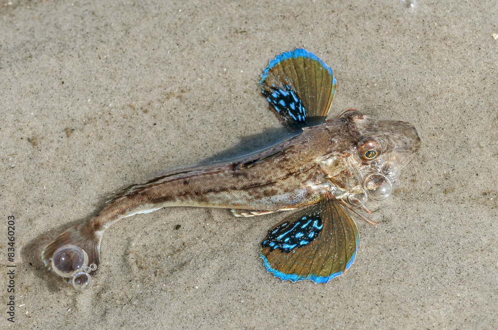 Knurrhahn Stock Photo | Adobe Stock