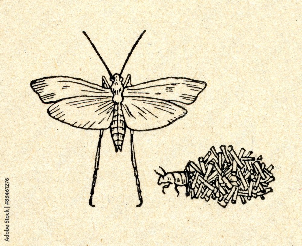 Caddisfly and its larva Stock Illustration | Adobe Stock