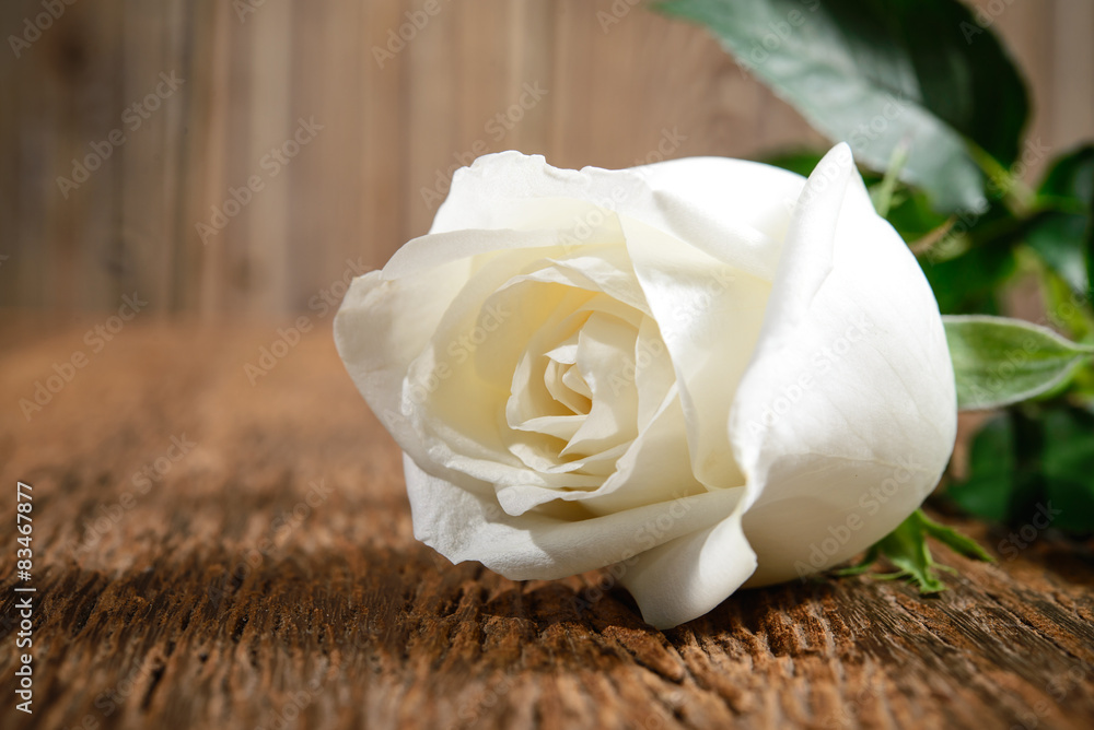 white rose on wood background Stock Photo | Adobe Stock