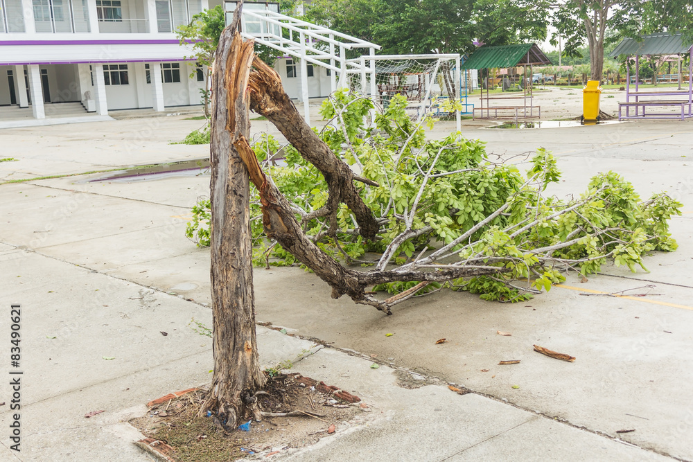 Broken Tree After Storm Stock Photo | Adobe Stock