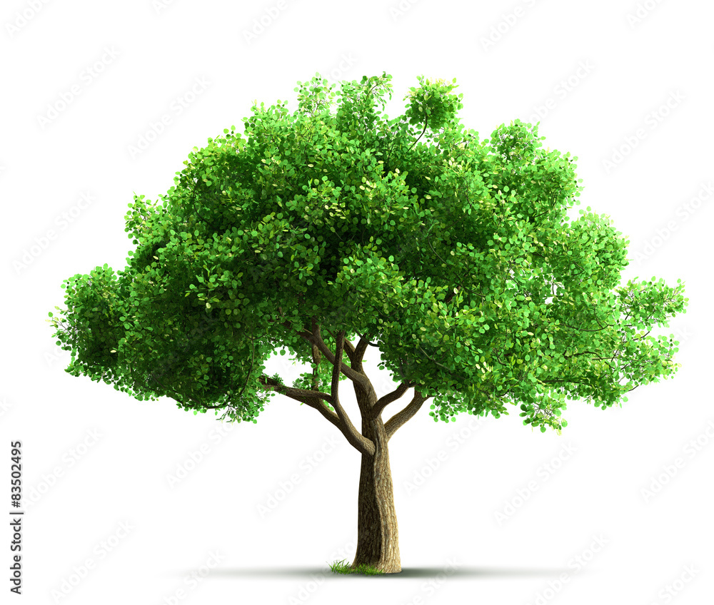 tree isolated Stock Illustration | Adobe Stock