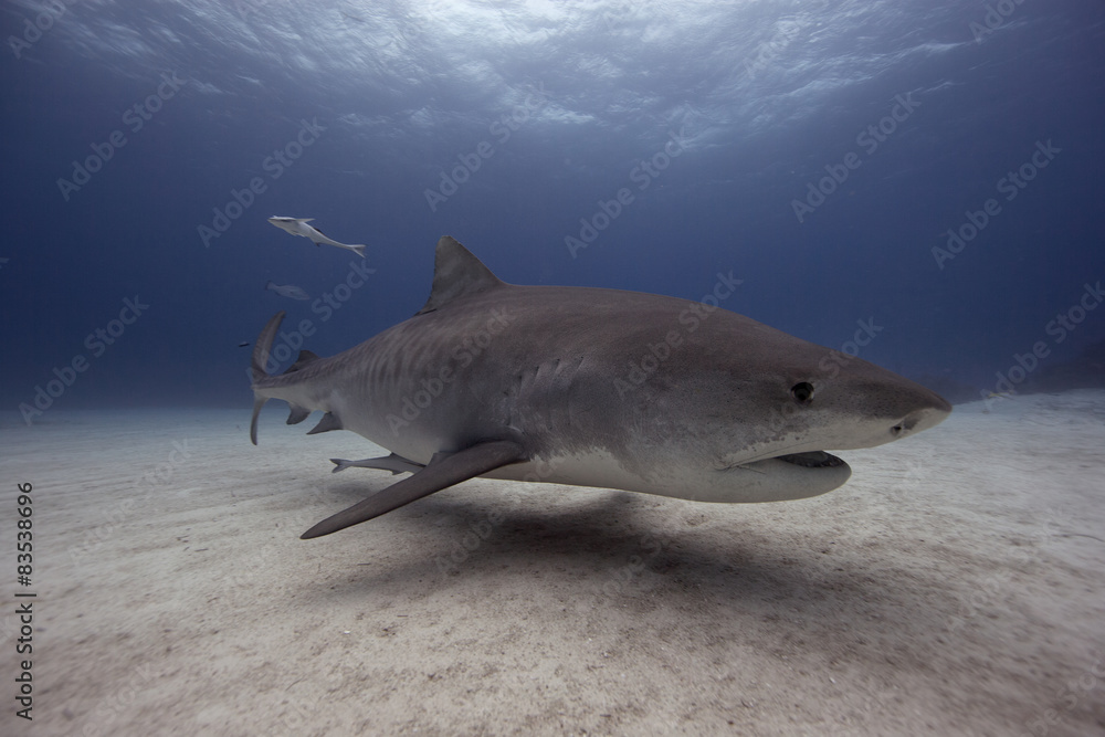 Bahamas, Tiger shark swimming above ocean floor Stock Photo | Adobe Stock