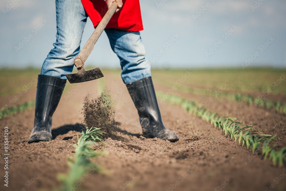 Manual labor in agriculture Stock Photo | Adobe Stock