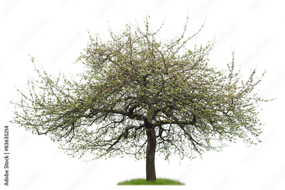 Freigestellter alter Apfelbaum mit roten Blütenknospen Stock Photo ...