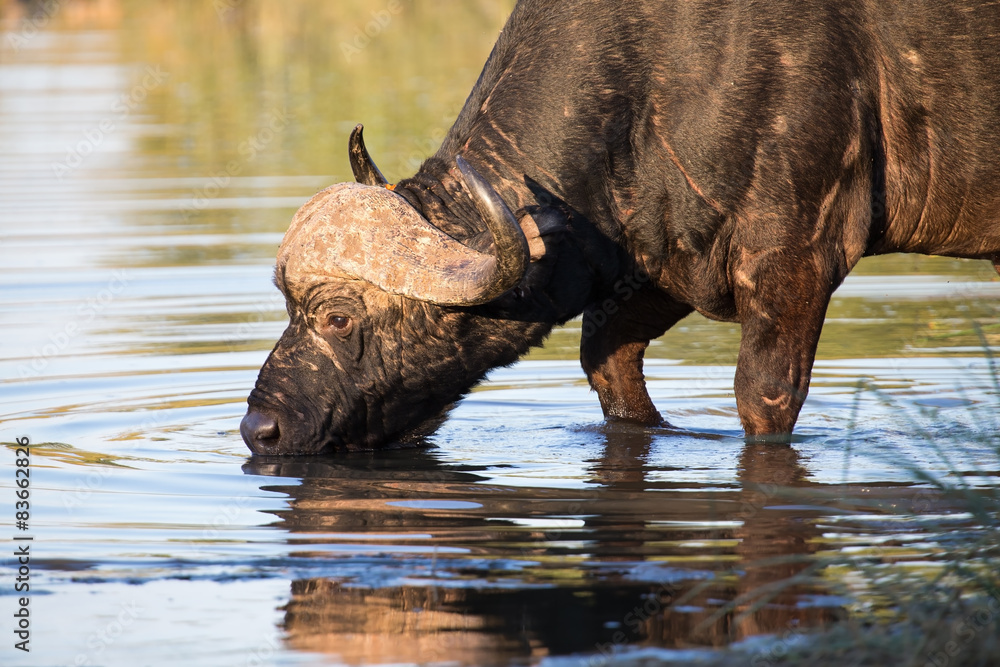 Thirsty Cape buffalo bull drinking water from pond Stock Photo | Adobe ...