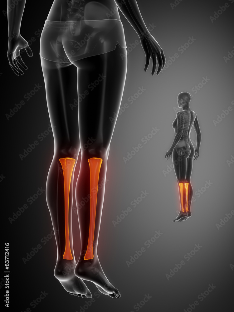 Tibia anatomy medical scan Stock Illustration | Adobe Stock
