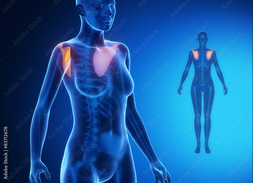 SCAPULA blue x--ray bone scan Stock Illustration | Adobe Stock