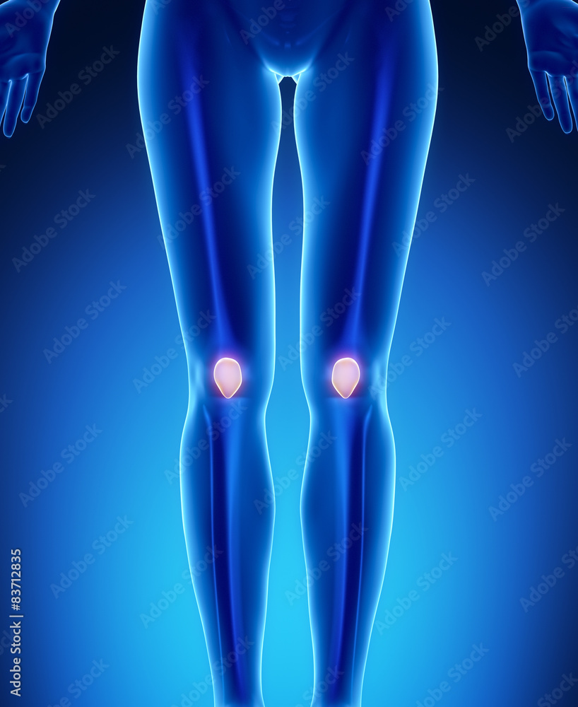 PAtella anatomy Stock Illustration | Adobe Stock