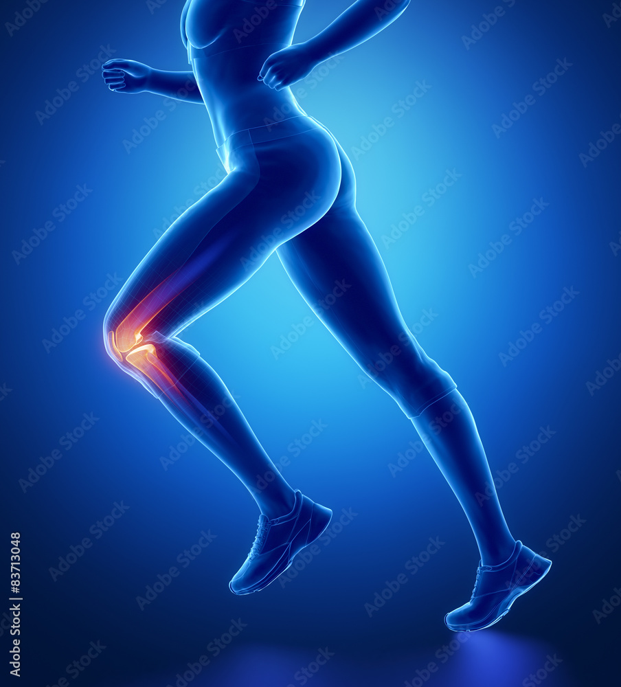 Knee anatomy Stock Illustration | Adobe Stock