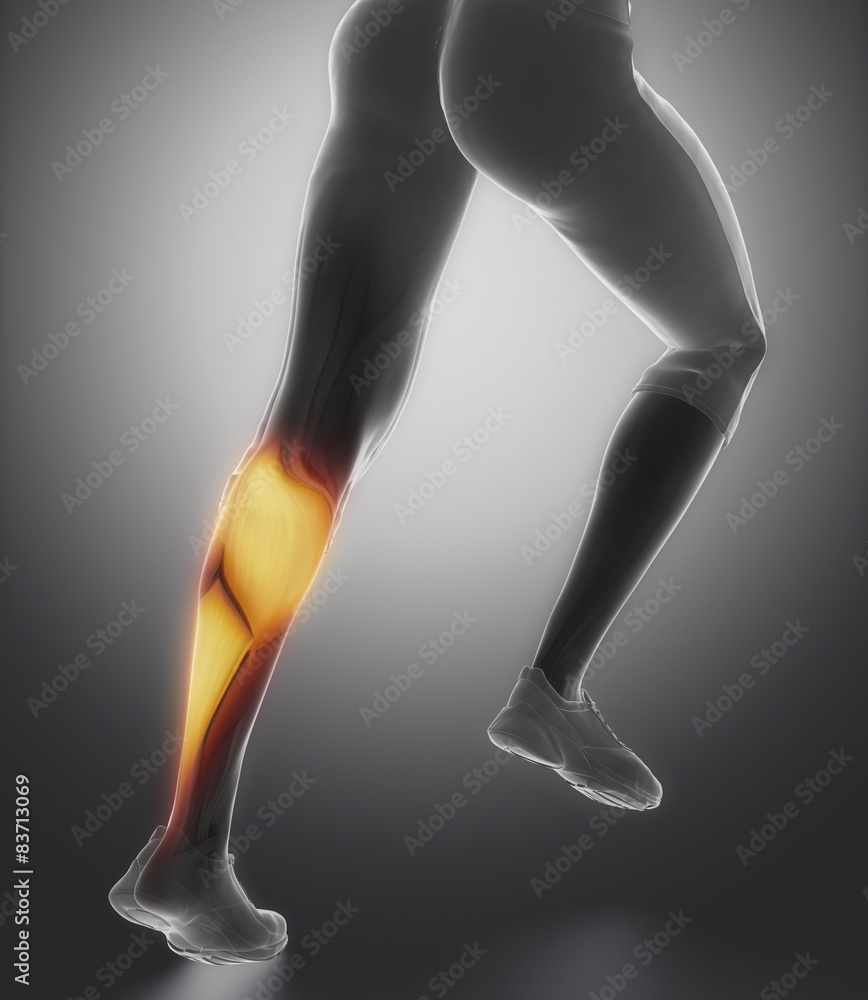 Calves muscle anatomy Stock Illustration | Adobe Stock