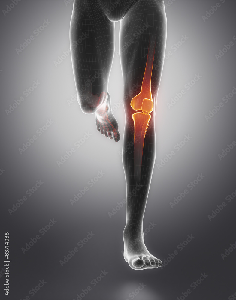 Knee anatomy Stock Illustration | Adobe Stock