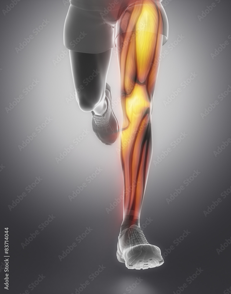Leg muscle anatomy Stock Illustration | Adobe Stock
