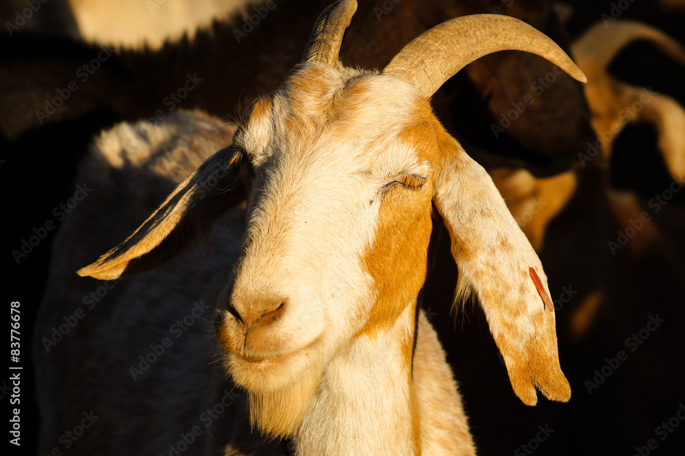 Cabra de la cordillera de los Andes Mendoza, Argentina Stock Photo ...