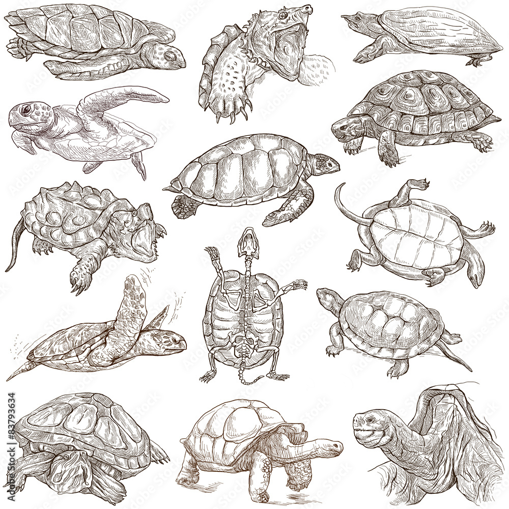 Turtles - Freehands, full sized hand drawings on white Stock ...