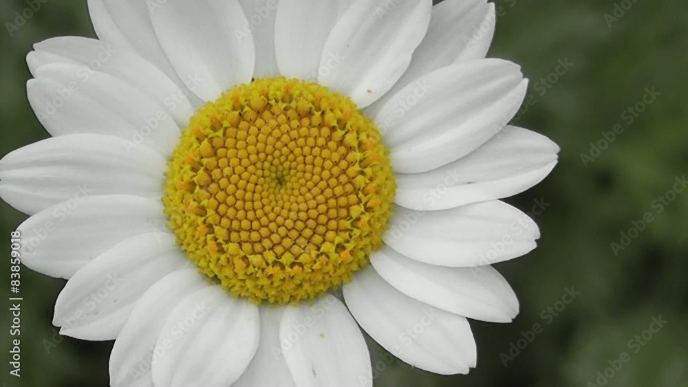 Daisy Flower Fibonacci Spirals Phi golden Ratio, 1.618 Stock Video ...