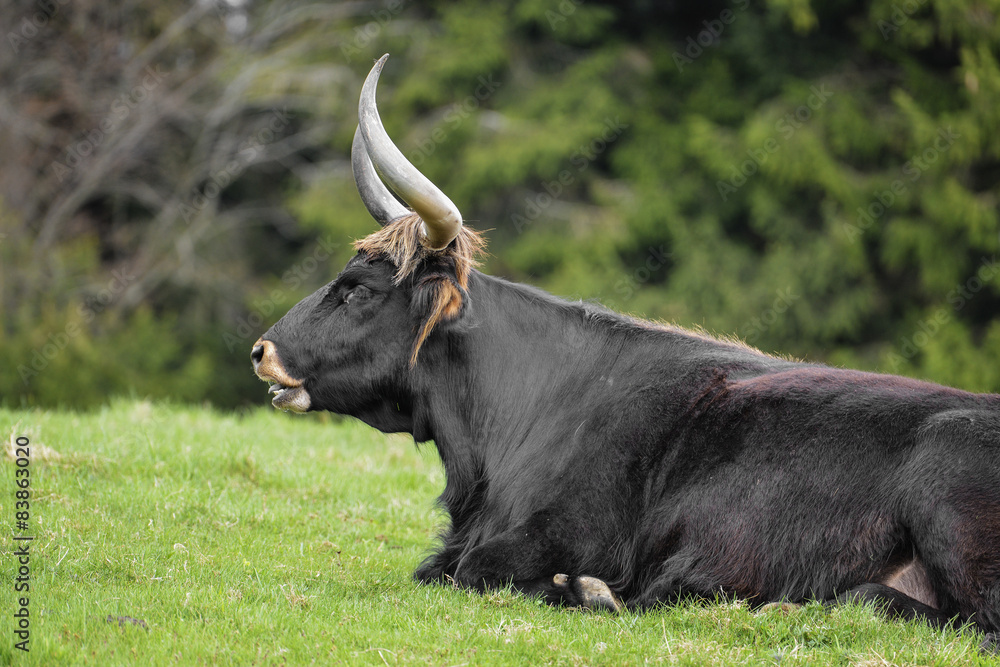 Bos primigenius - aurochs foto de Stock | Adobe Stock
