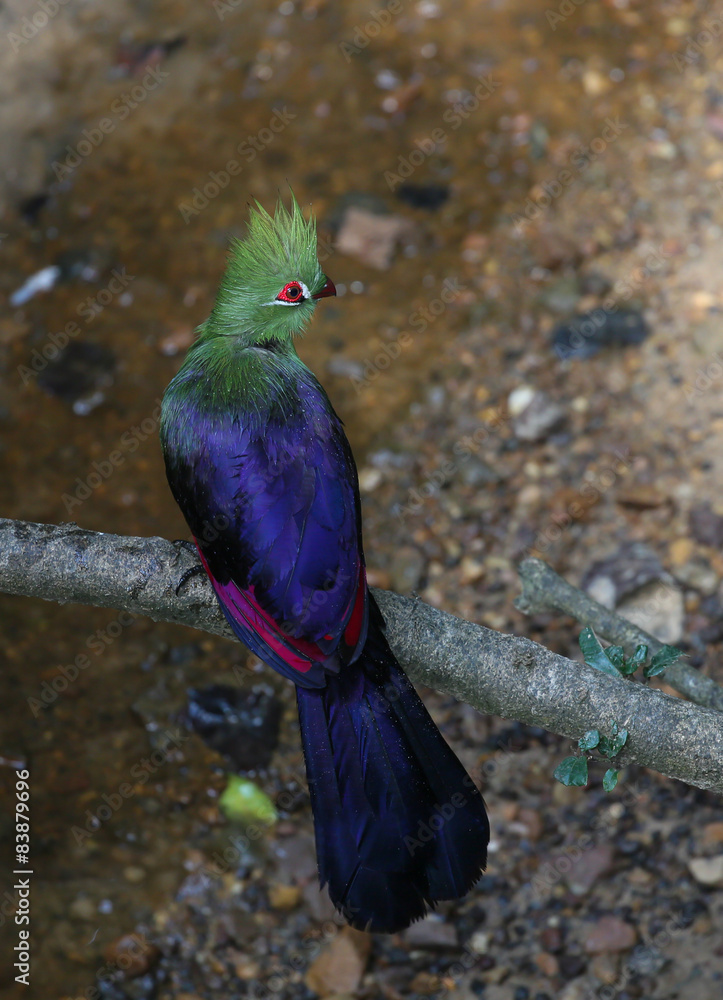 Knysna Loerie or Turaco Bird Stock Photo | Adobe Stock