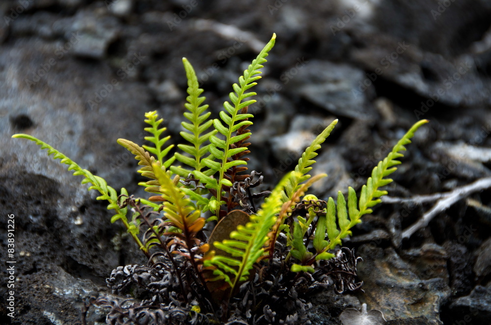 Amau fern in front of heap of lava stones near Chain of Craters Stock ...