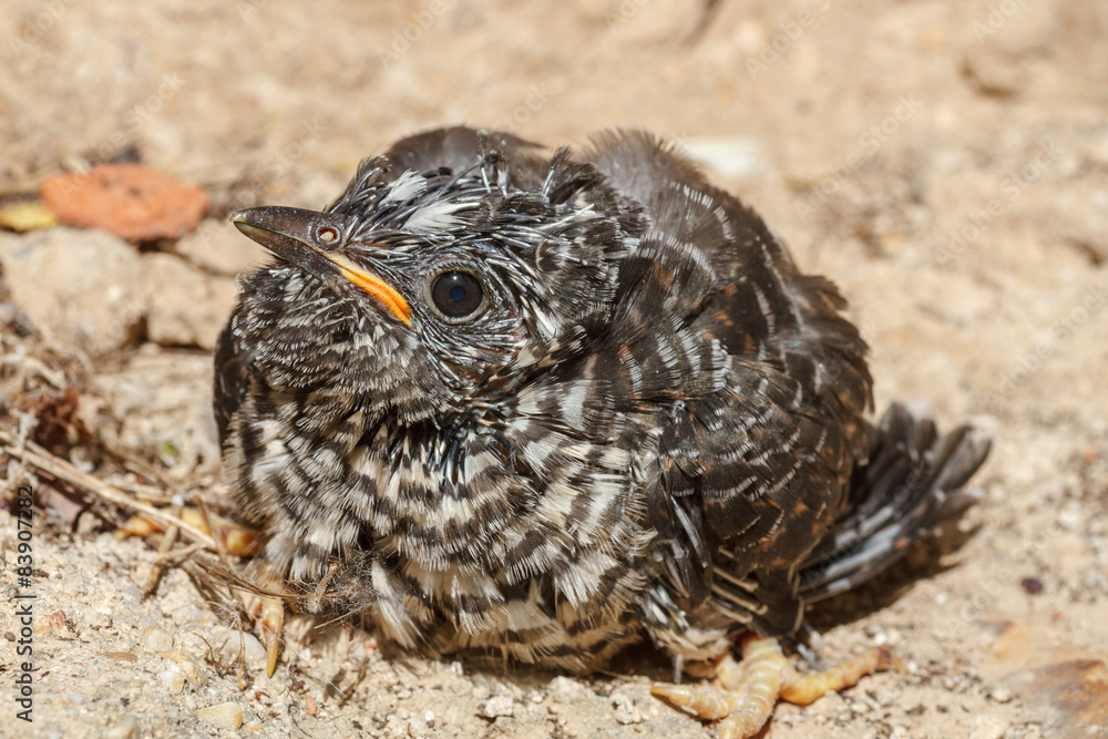 Foto de Cría de Cuco Común. Cuculus canorus. do Stock | Adobe Stock