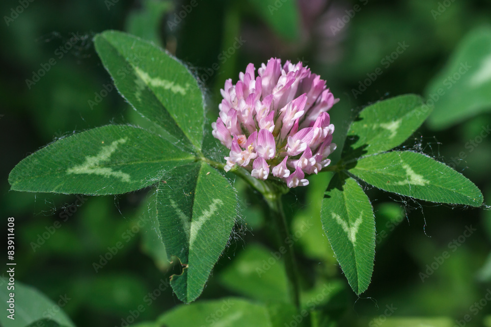 Trifolium pratense. Flor de Trébol Común. Stock Photo | Adobe Stock