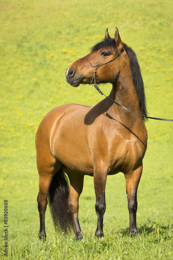 Huzulen Fuchs Stute Auf Der Weide Stock-Foto | Adobe Stock