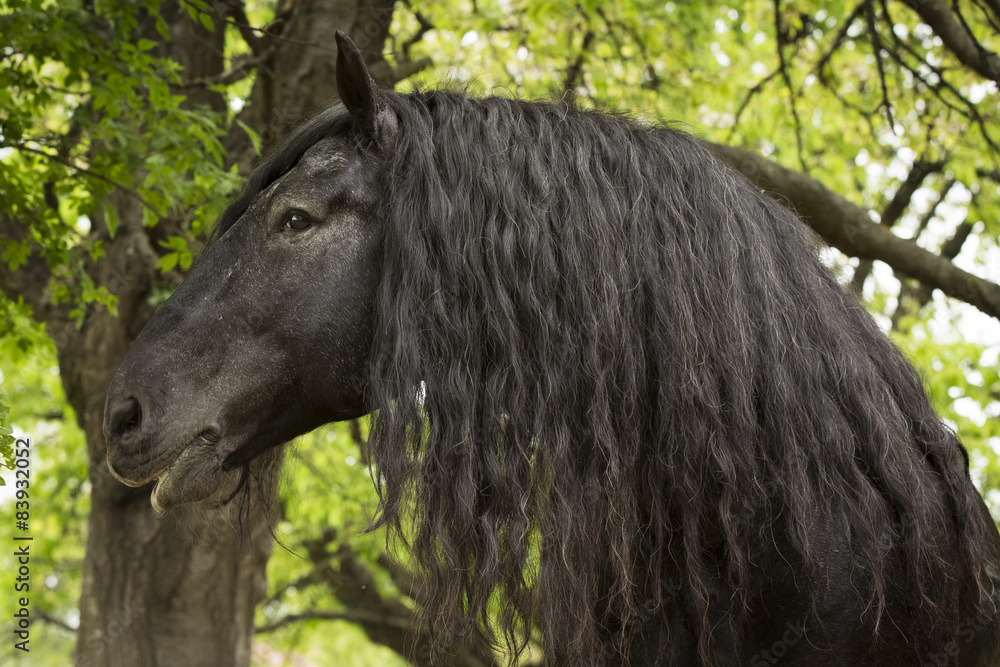 Schwarzer Noriker Kaltblut Hengst Im Portrait Stock Photo | Adobe Stock