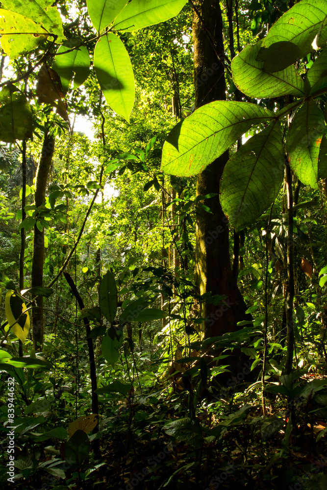 Beautiful green landscape in the amazon rainforest, Yasuni Stock Photo ...