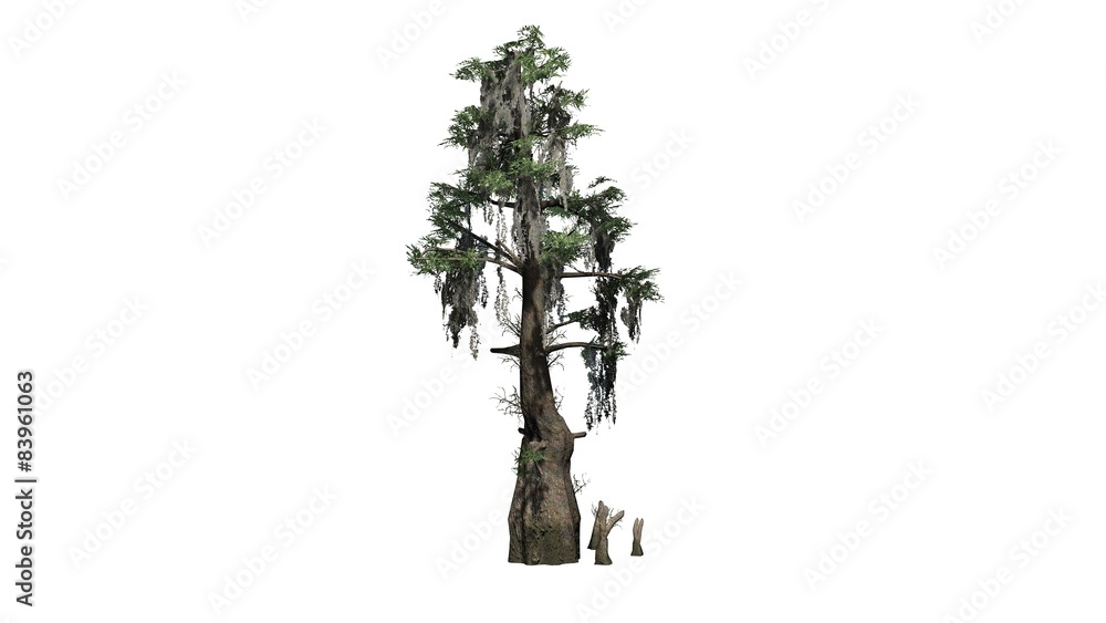 bald cypress tree - separated on white background Stock Illustration ...