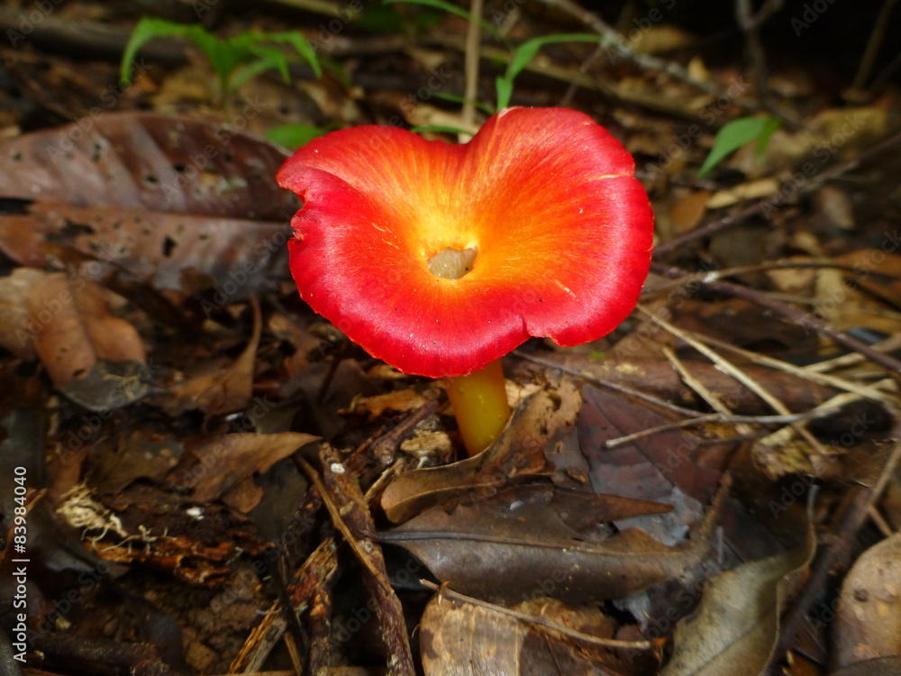 Red Yellow mushroom in the Amazon rainforest, Brazil Stock Photo ...