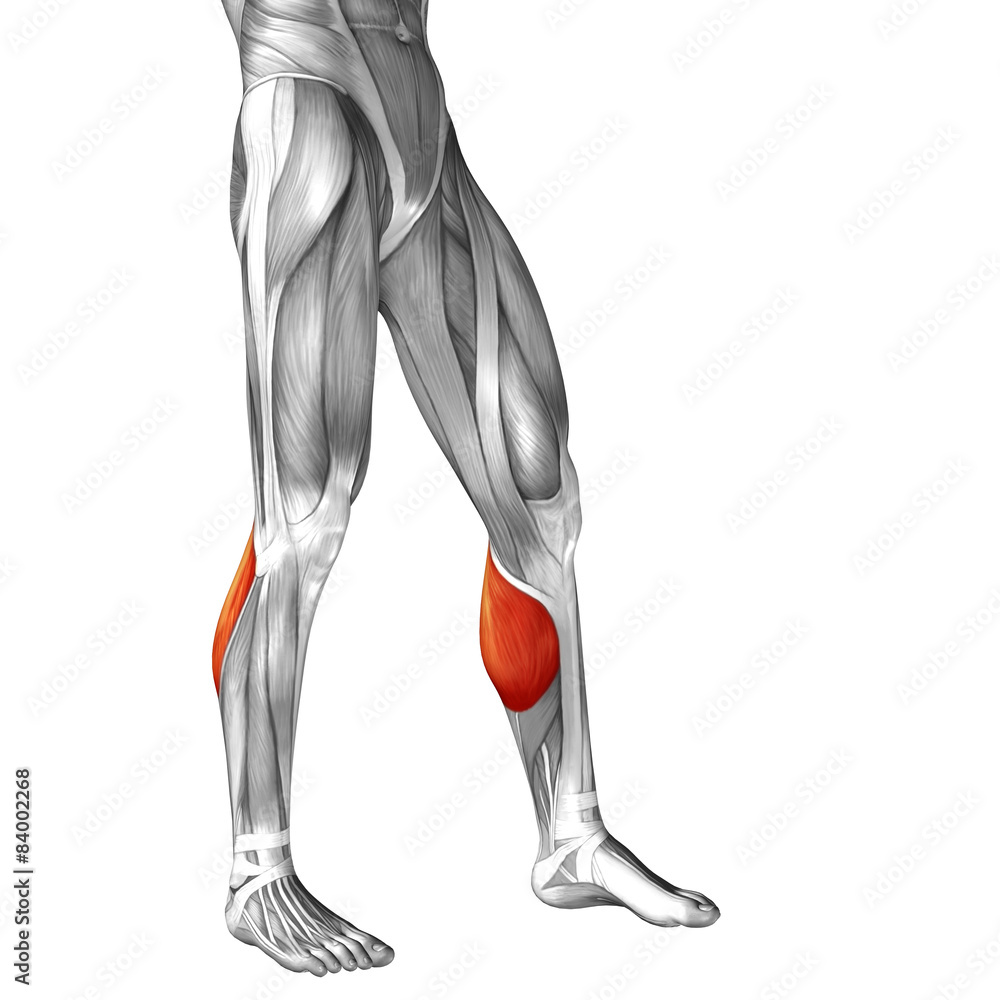 Conceptual 3D human front lower leg muscle anatomy Stock Illustration ...